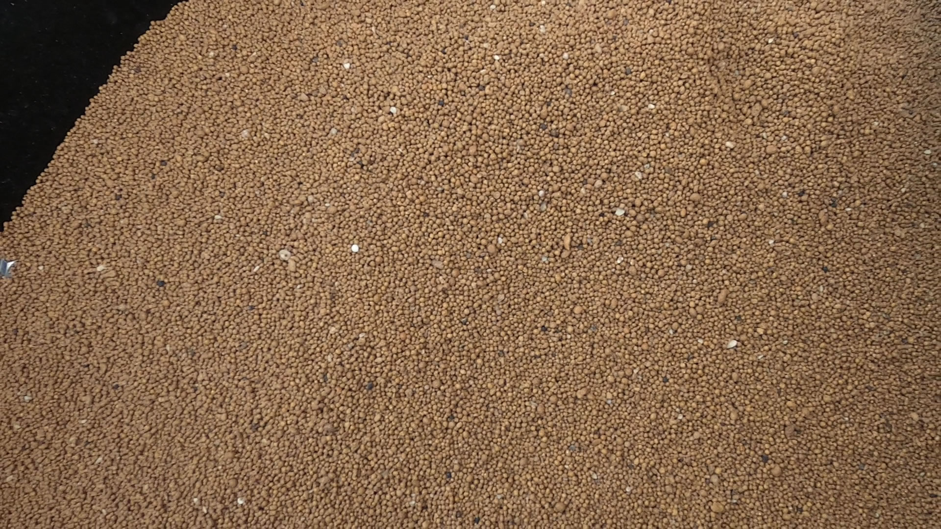 Armyworms, Grubs and Other Insect Control in Bermuda (S2E17) » Sunny ...